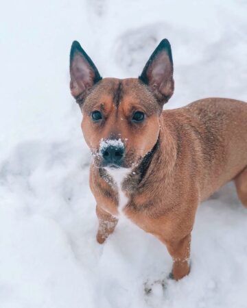 Belgian Malinois Pitbull Mix: Info, Pictures, Facts, FAQs & More