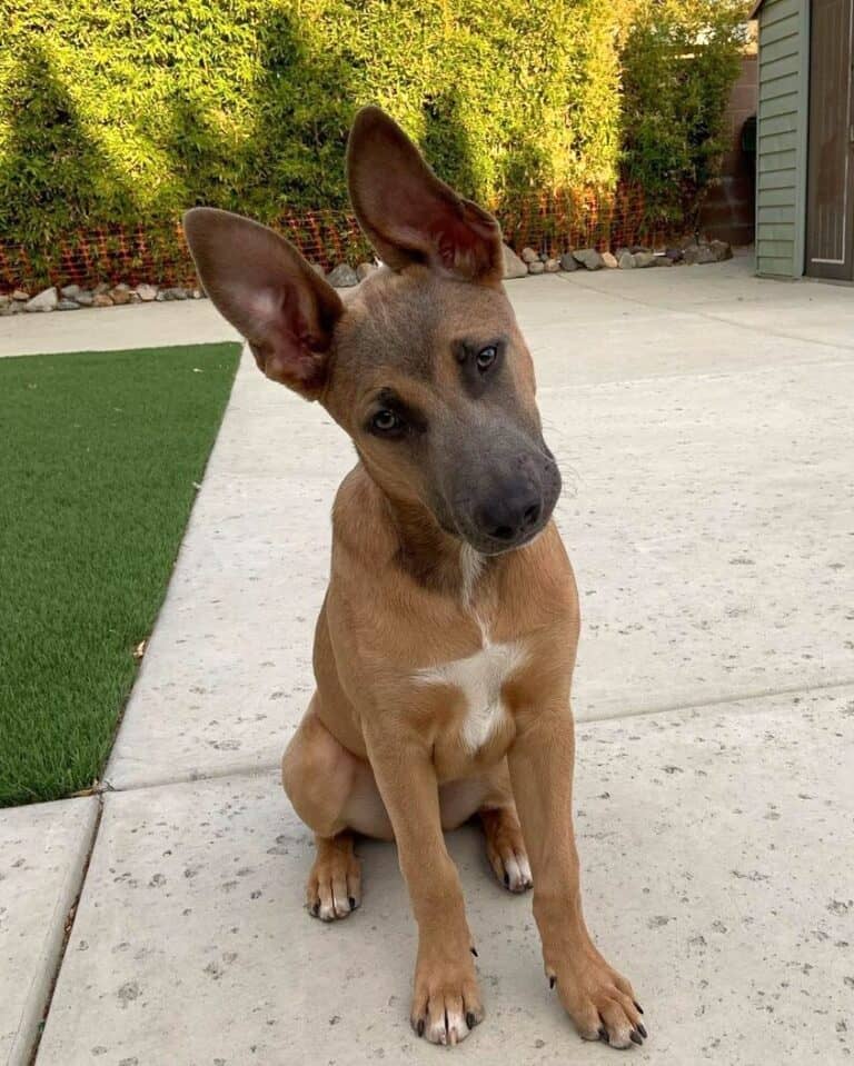 Belgian Malinois Pitbull Mix: Info, Pictures, Facts, FAQs & More