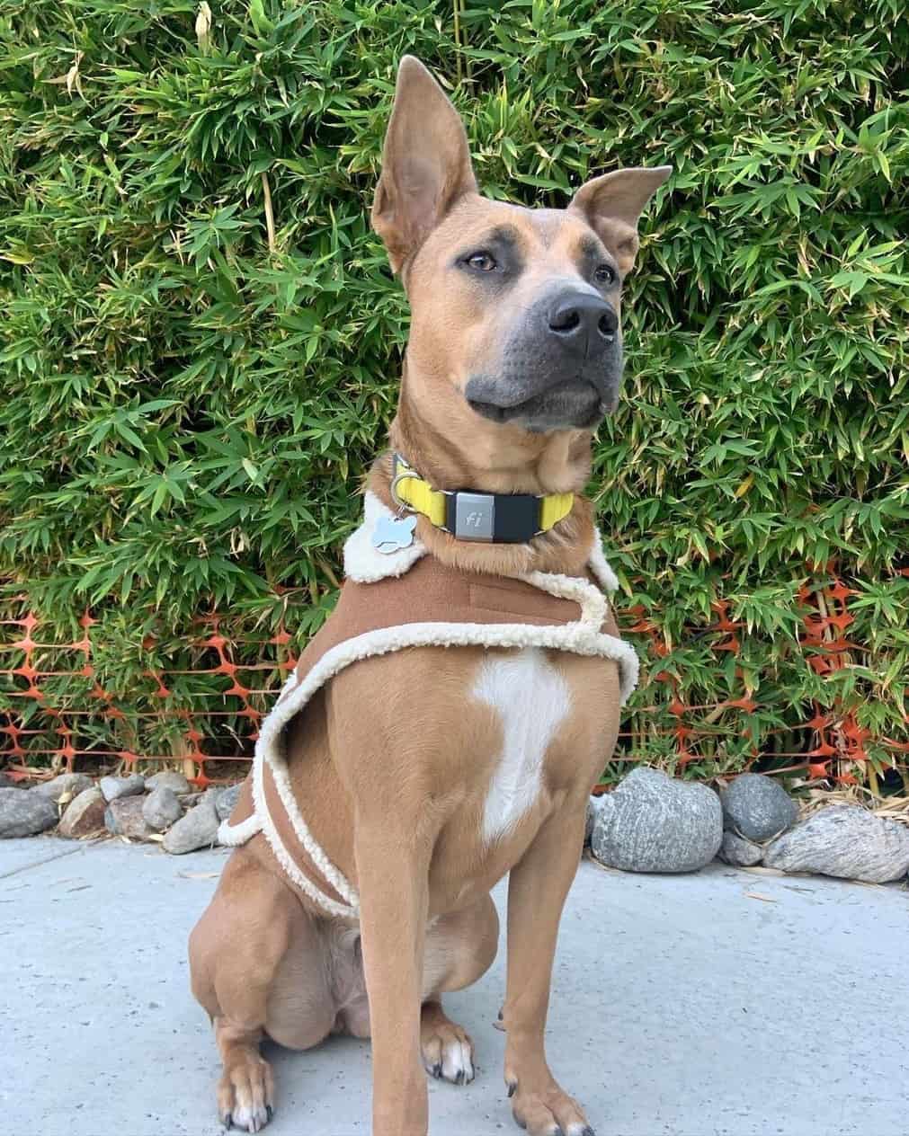 Malinois Pit Mix _ Belgian Malinois Pit Mix: Complete Guide – HXDZ