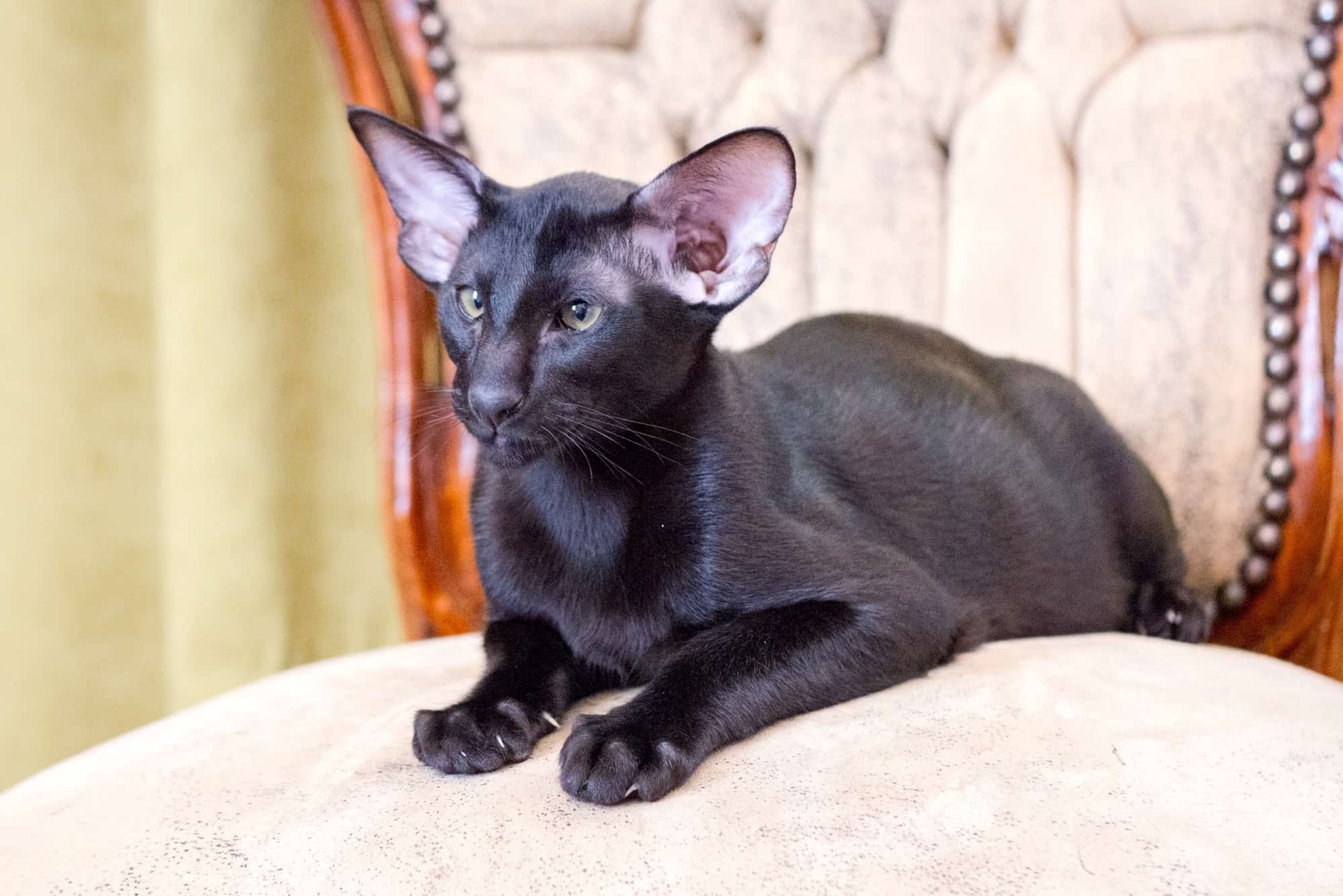 Black Oriental Shorthair: Facts, Traits & FAQs (With Pictures)