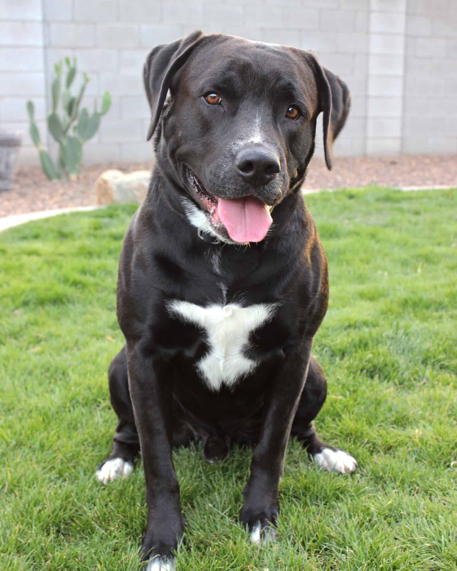 Labrabull or Bullador (Pitbull Lab Mix) Info, Pictures, Facts, FAQs & More