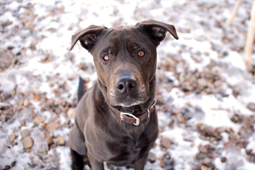 Labrabull or Bullador (Pitbull Lab Mix) Info, Pictures, Facts, FAQs & More