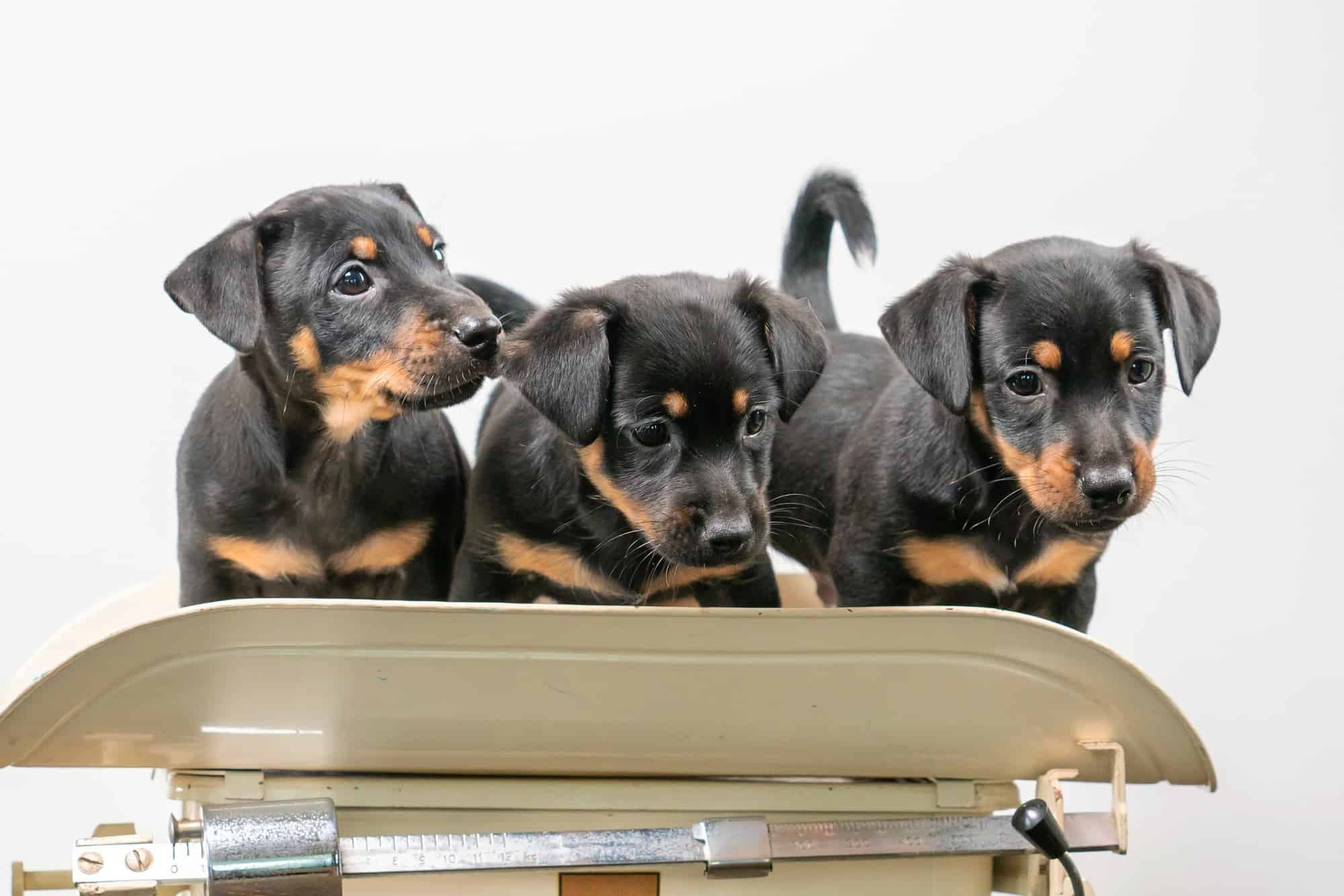 Black Jack Russell Terrier: Facts, Genetics, Pictures & More