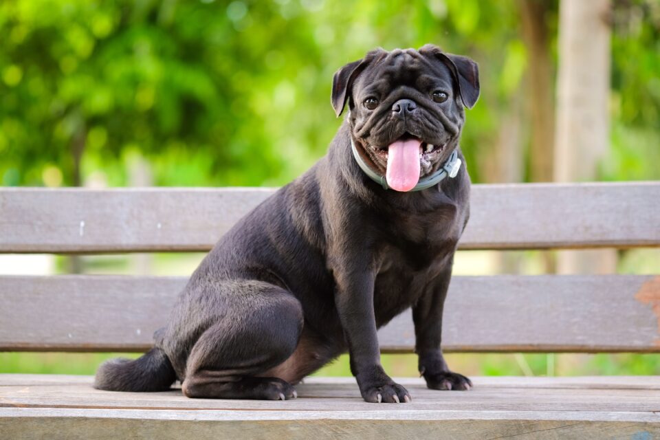 Black Pug: Facts, Genetics, Puppy Price & FAQs (With Pictures)