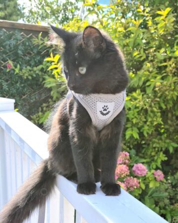 Black Ragdoll Cat: Info, Genetics, Traits & FAQs (With Pictures)