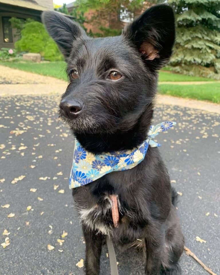 Poo Shi (Poodle & Shiba Inu Mix) Info, Pictures, Facts, FAQs & More