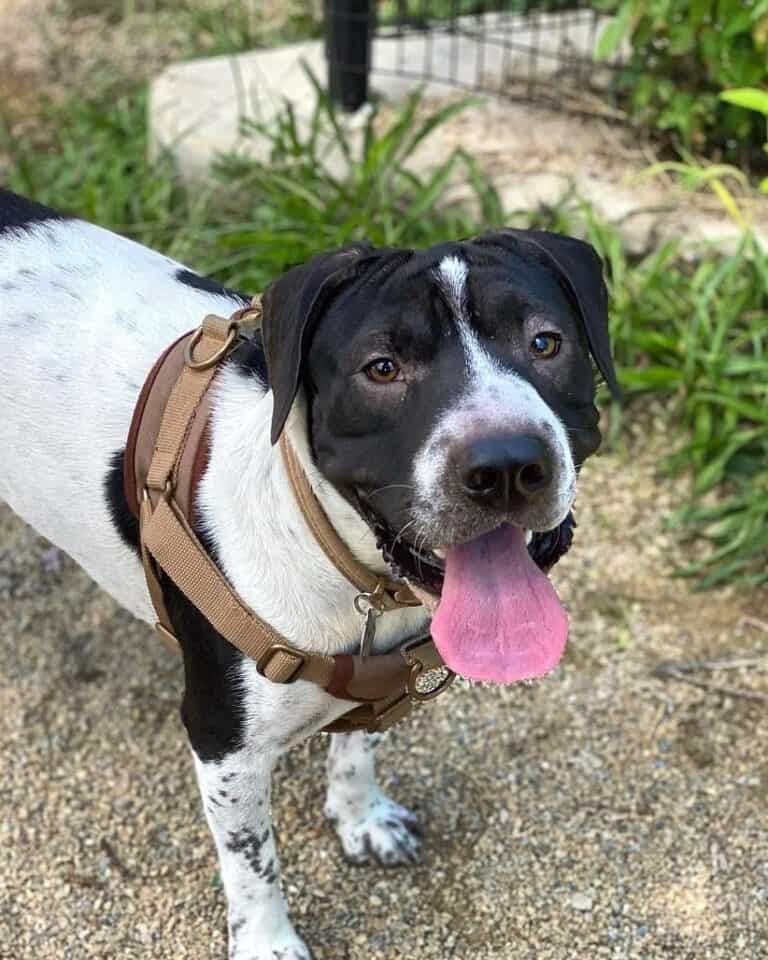 Sharp Eagle (Shar-Pei & Beagle Mix) Info, Pictures, Facts, FAQs & More