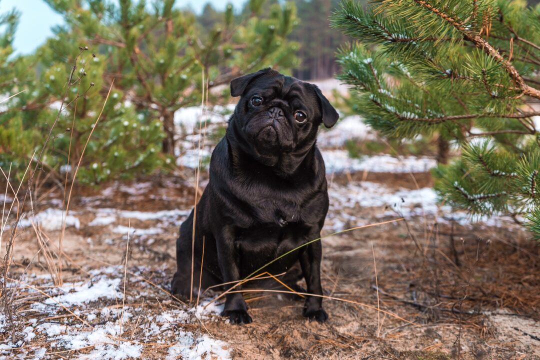 Black Pug: Facts, Genetics, Puppy Price & FAQs (With Pictures)