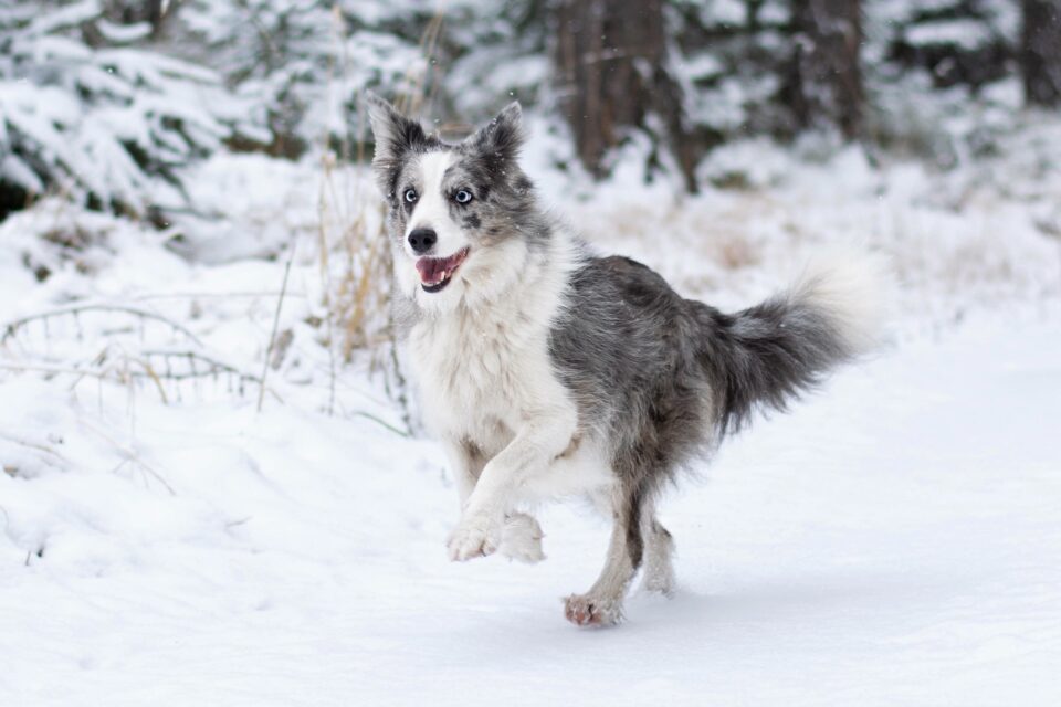 Blue Merle Border Collie: Facts, Genetics & More (With Pictures)