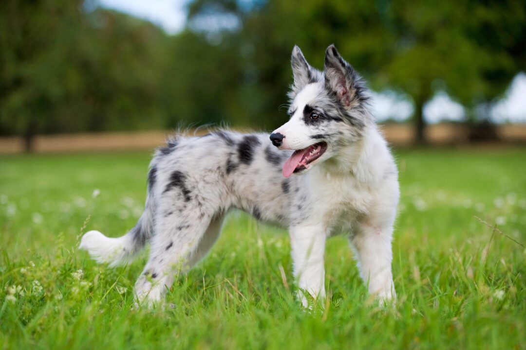 Blue Merle Border Collie: Facts, Genetics & More (With Pictures)