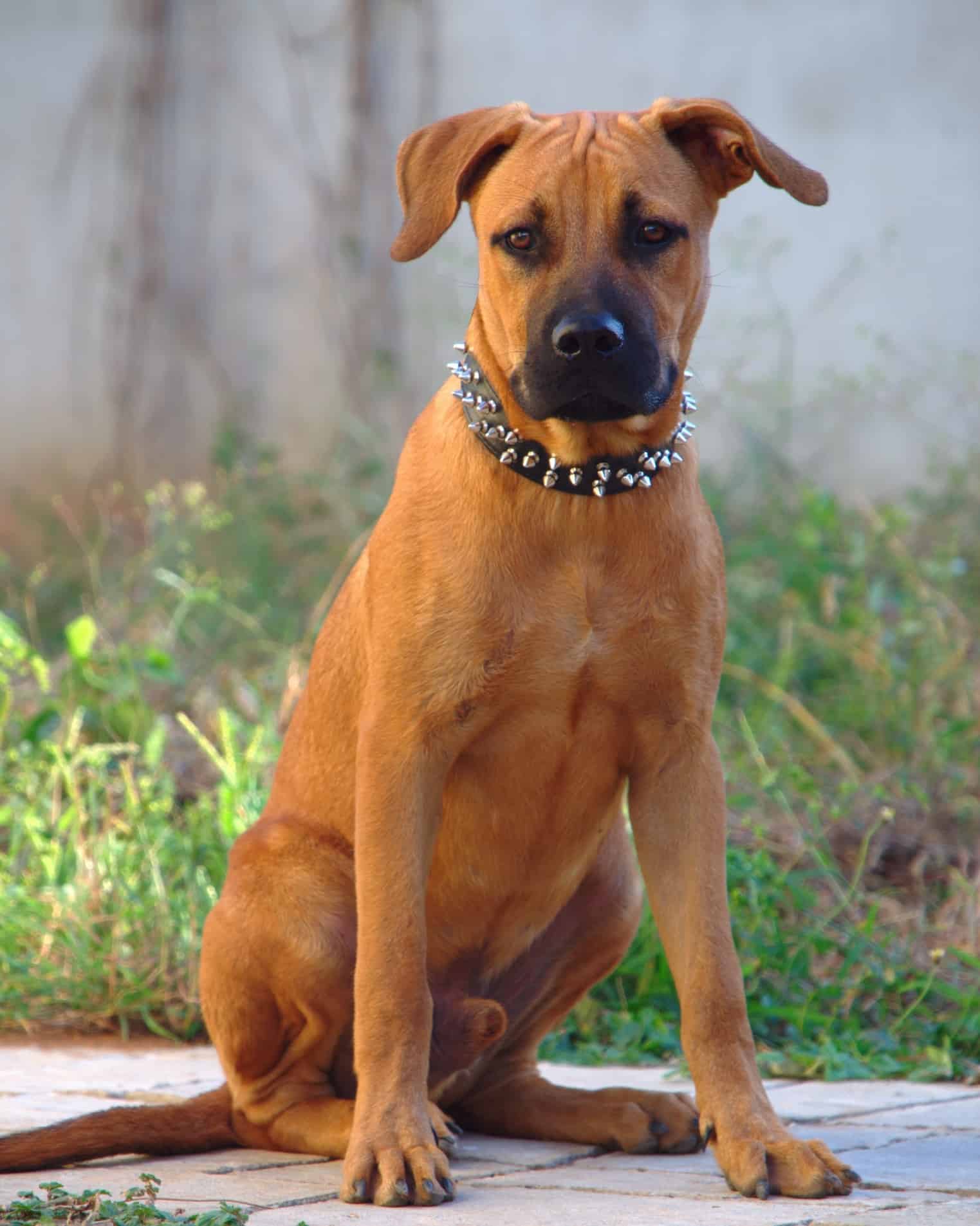 Boerboel Pit (Boerboel & Pitbull Mix) Info, Pictures, Facts, FAQs & More