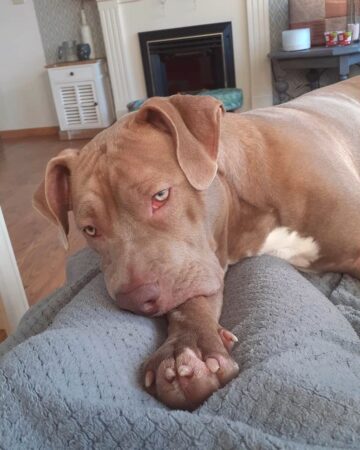 Boerboel Pit (Boerboel & Pitbull Mix) Info, Pictures, Facts, FAQs & More