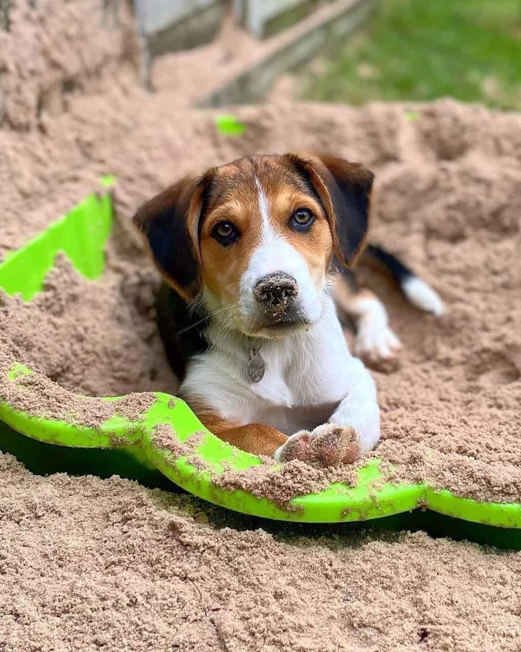 Border Beagle (Beagle & Border Collie Mix) Info, Pictures, Facts, FAQs ...