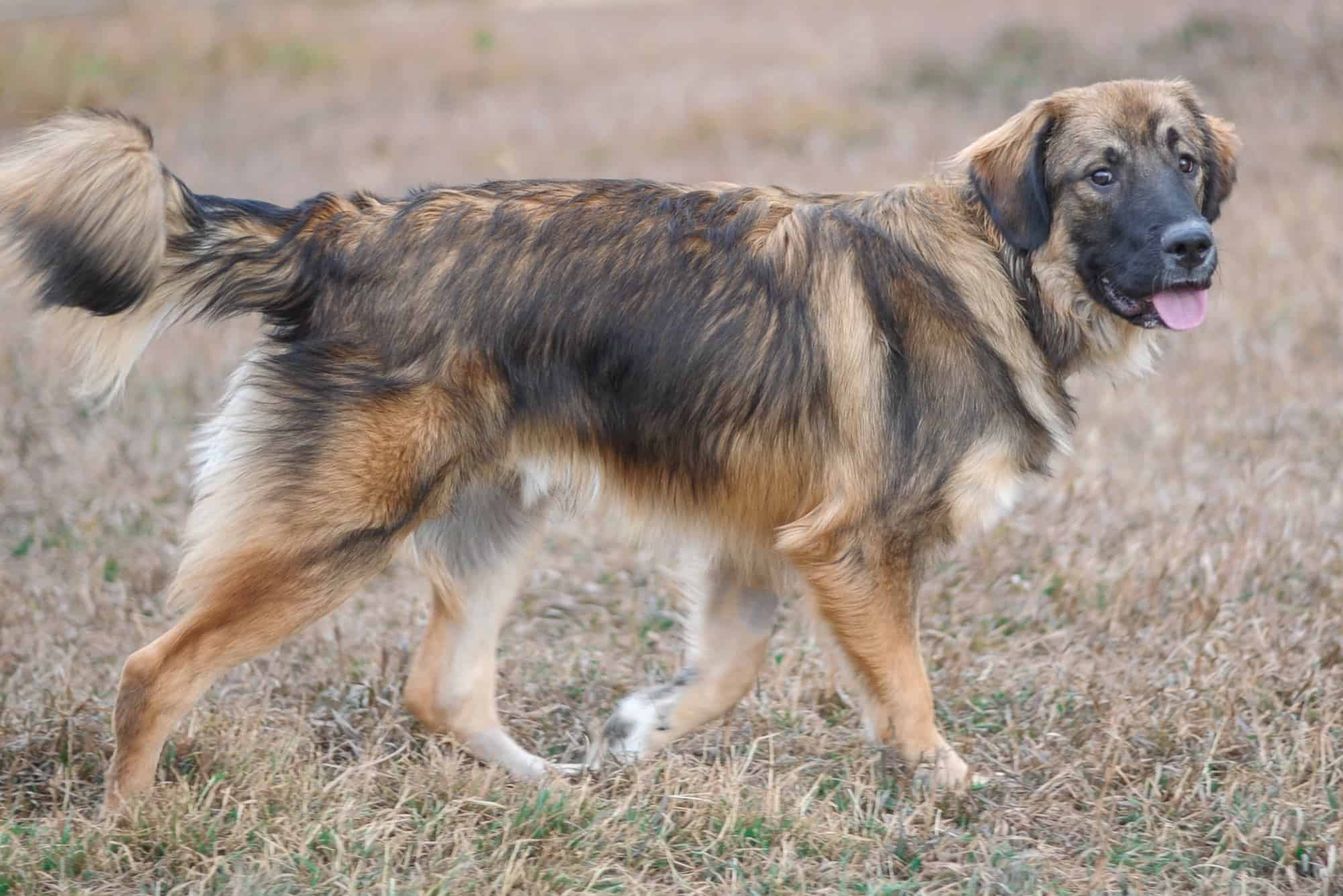Border Collie Pyrenees (Border Collie & Great Pyrenees Mix) Info ...