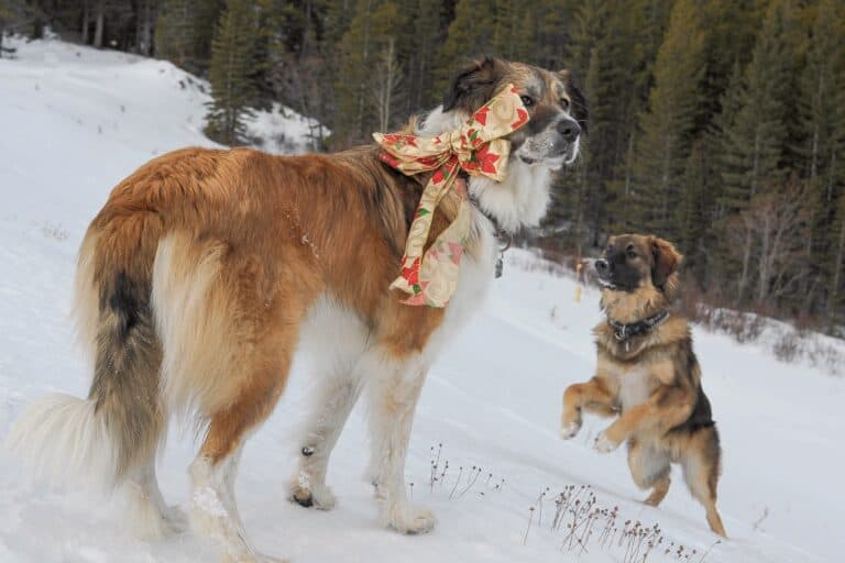 Border Collie Pyrenees (Border Collie & Great Pyrenees Mix) Info ...