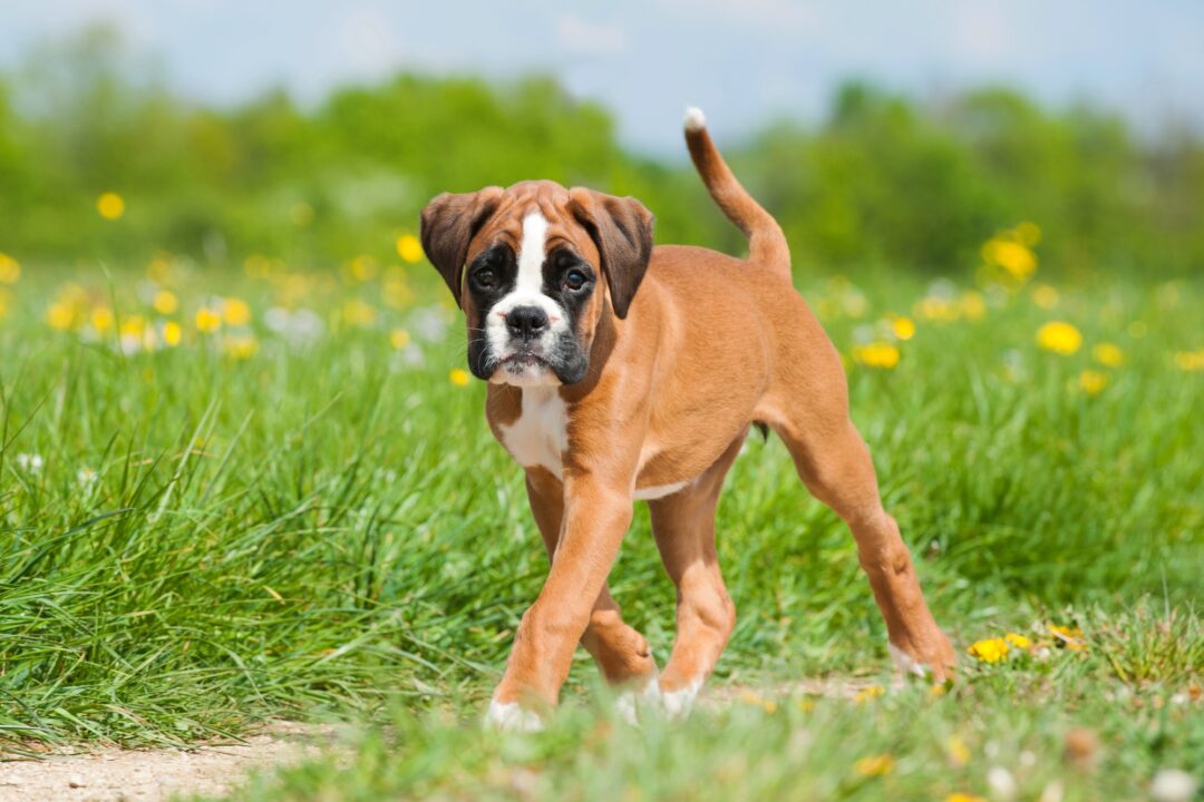 Why Are Boxers Tails Docked? - Everything You Need to Know