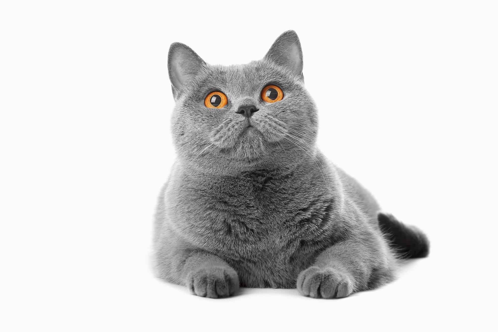 Maltese Cat: Info, Appearance, Facts & Price (With Pictures)