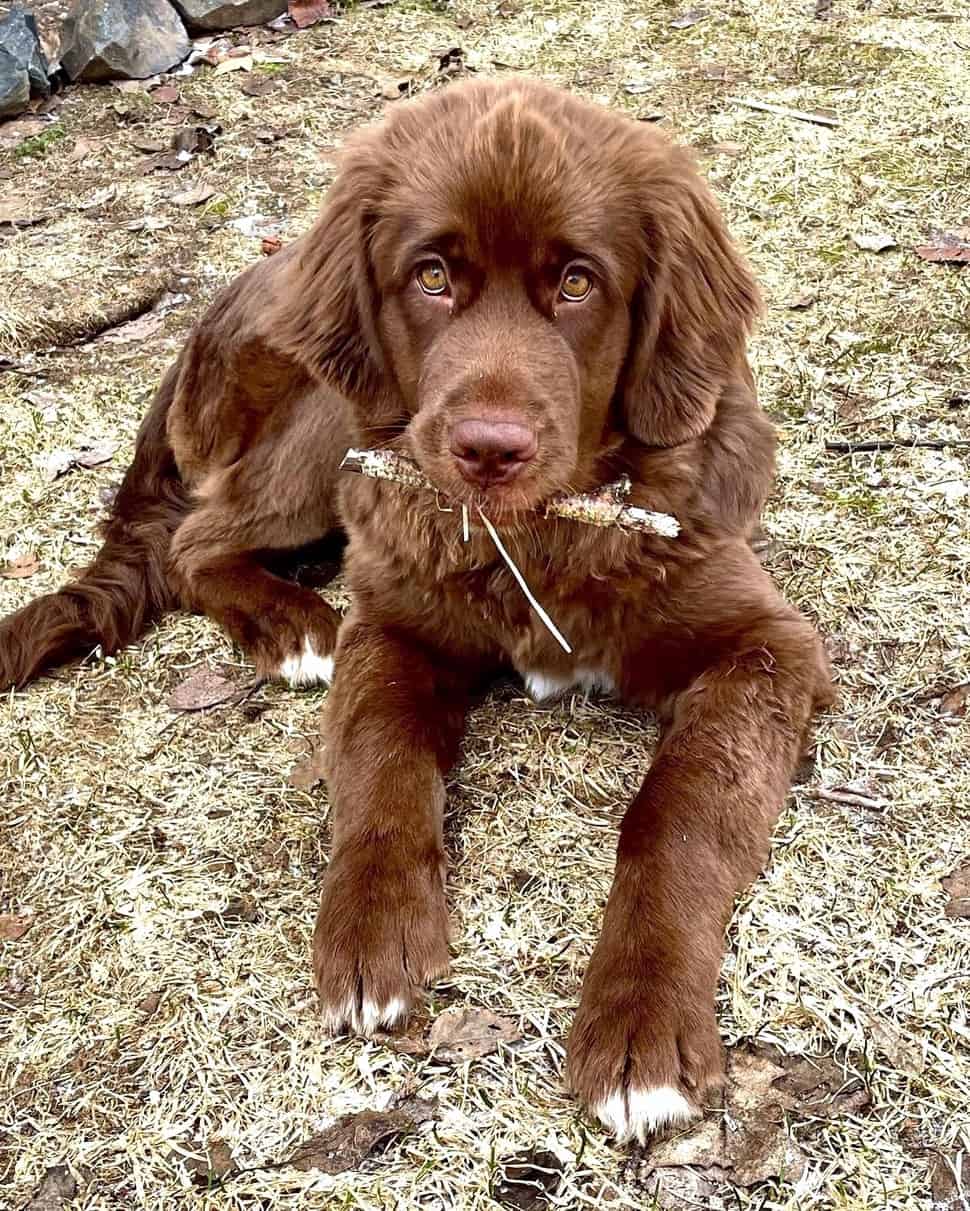 Saint Bernewfie (Saint Bernard & Newfoundland Mix) Info, Pictures, FAQs ...