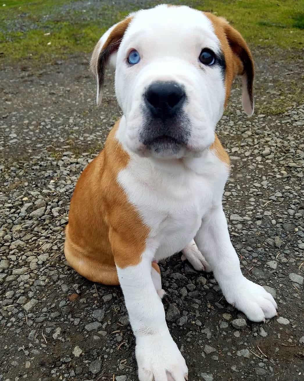 Saint Bernard Pitbull Mix: Info, Pictures, Facts, FAQs & More