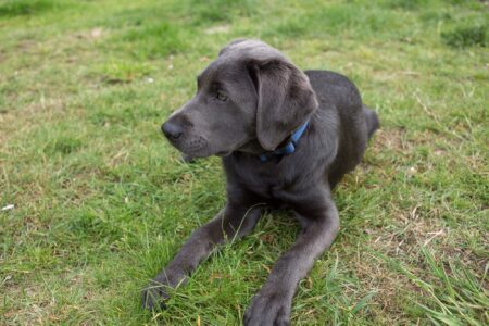 Charcoal Lab: Facts, Genetics, Health & FAQs (With Pictures)
