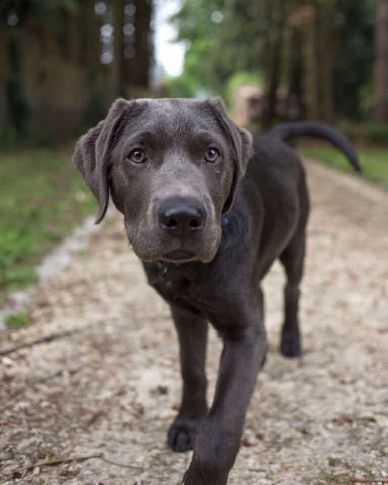 Charcoal Lab: Facts, Genetics, Health & FAQs (With Pictures)