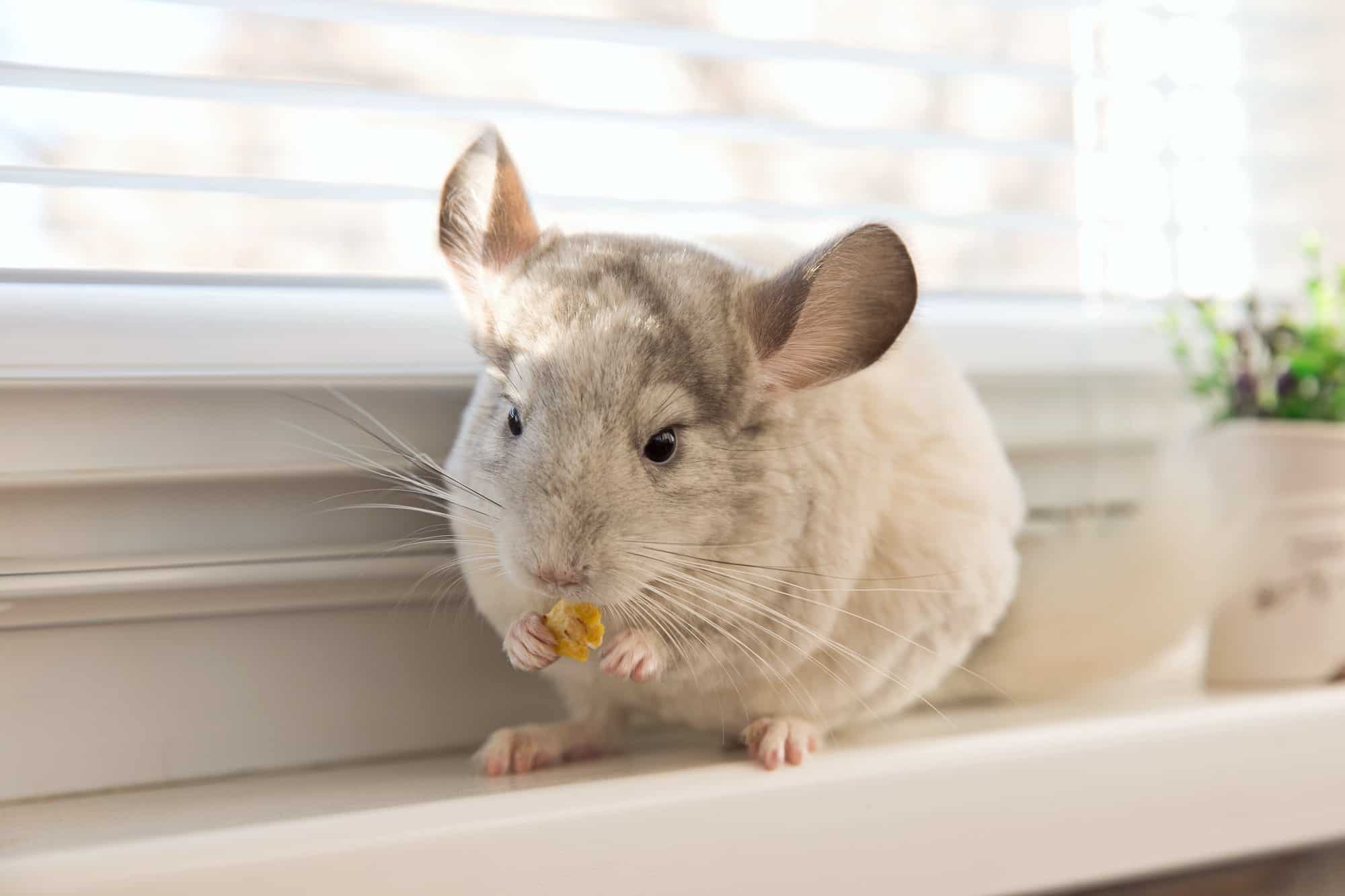 Chinchilla Lifespan: How Long Do Chinchillas Live?