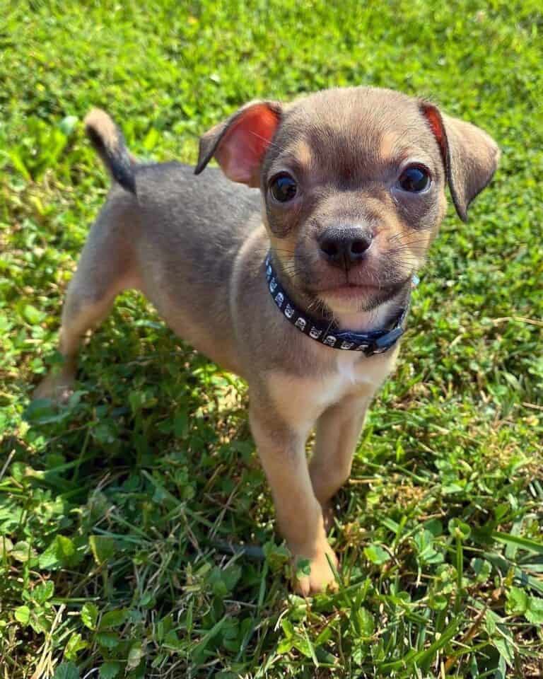 Chipit (Pitbull & Chihuahua Mix) Info, Pictures, Facts, FAQs & More