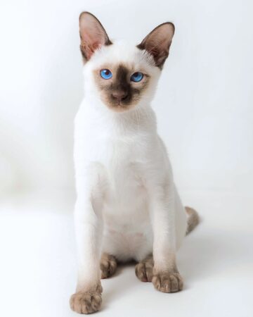 Chocolate Point Siamese Cat: Facts, Traits, Pictures & FAQs