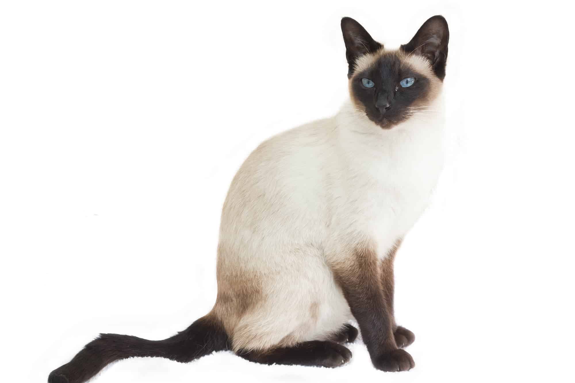 Chocolate Point Siamese Cat: Facts, Traits, Pictures & FAQs