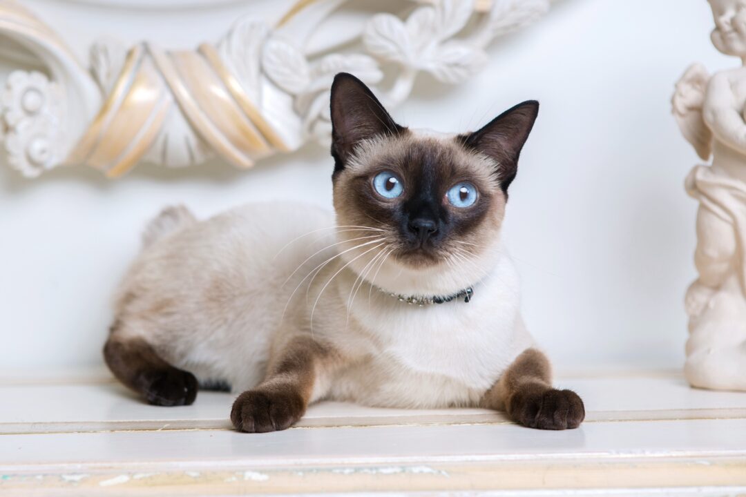 Chocolate Point Siamese Cat: Facts, Traits, Pictures & FAQs