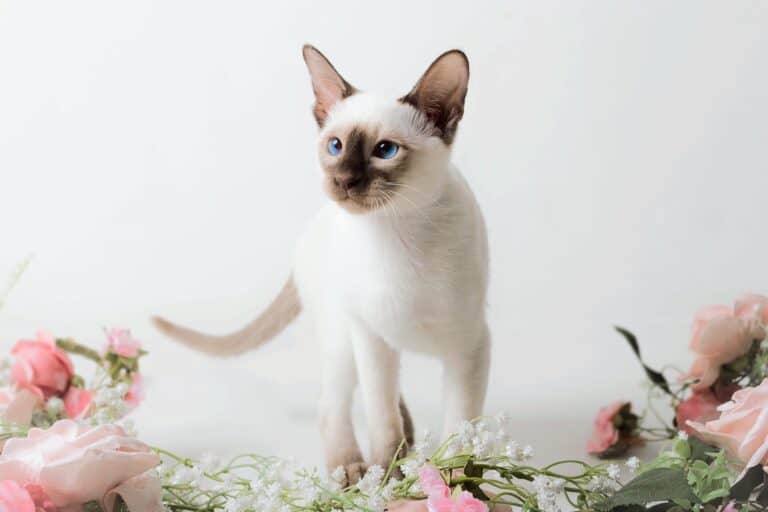 Chocolate Point Siamese Cat: Facts, Traits, Pictures & FAQs