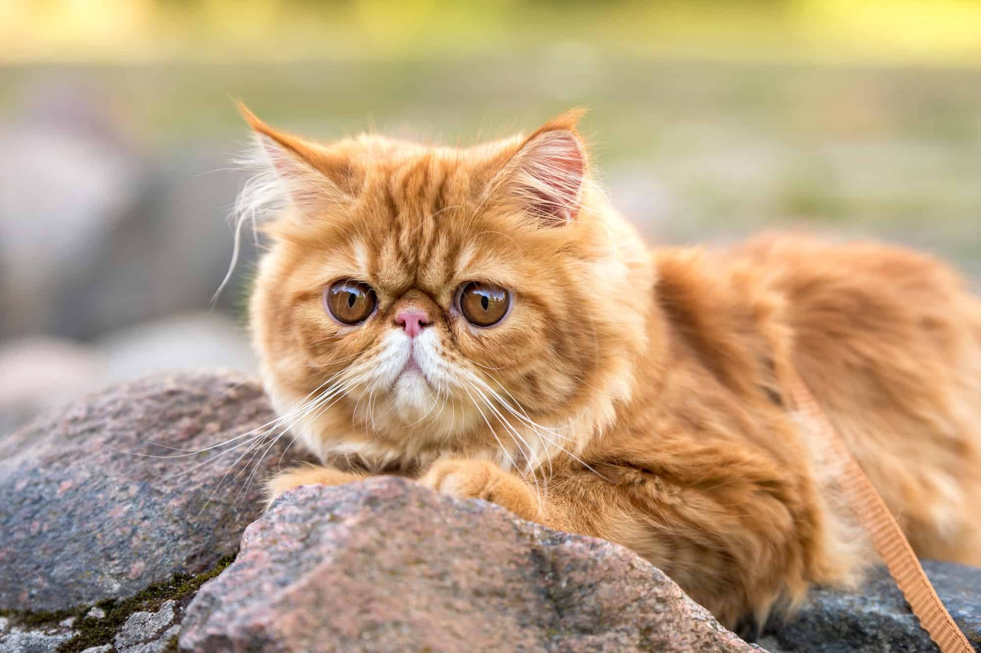 Orange Persian Cat: Facts, Genetics & FAQs (With Pictures)