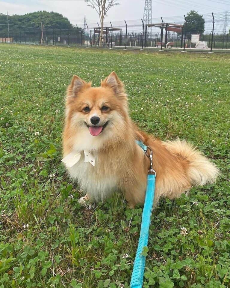 Corgi Pom (Corgi & Pomeranian Mix) Info, Pictures, Facts, FAQs & More