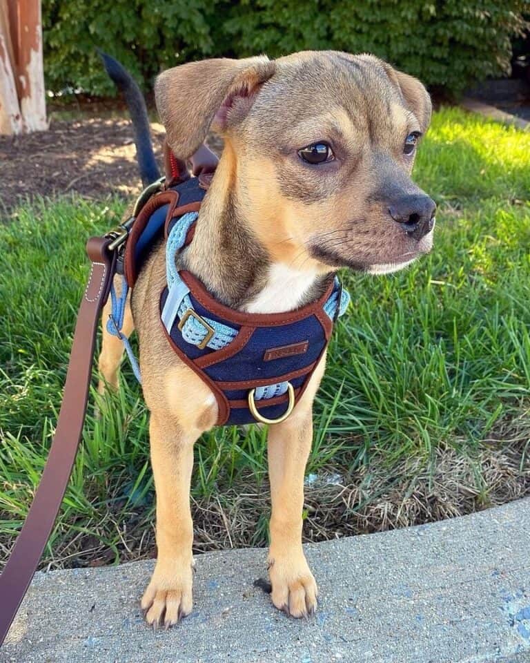 Chipit (Pitbull & Chihuahua Mix) Info, Pictures, Facts, FAQs & More