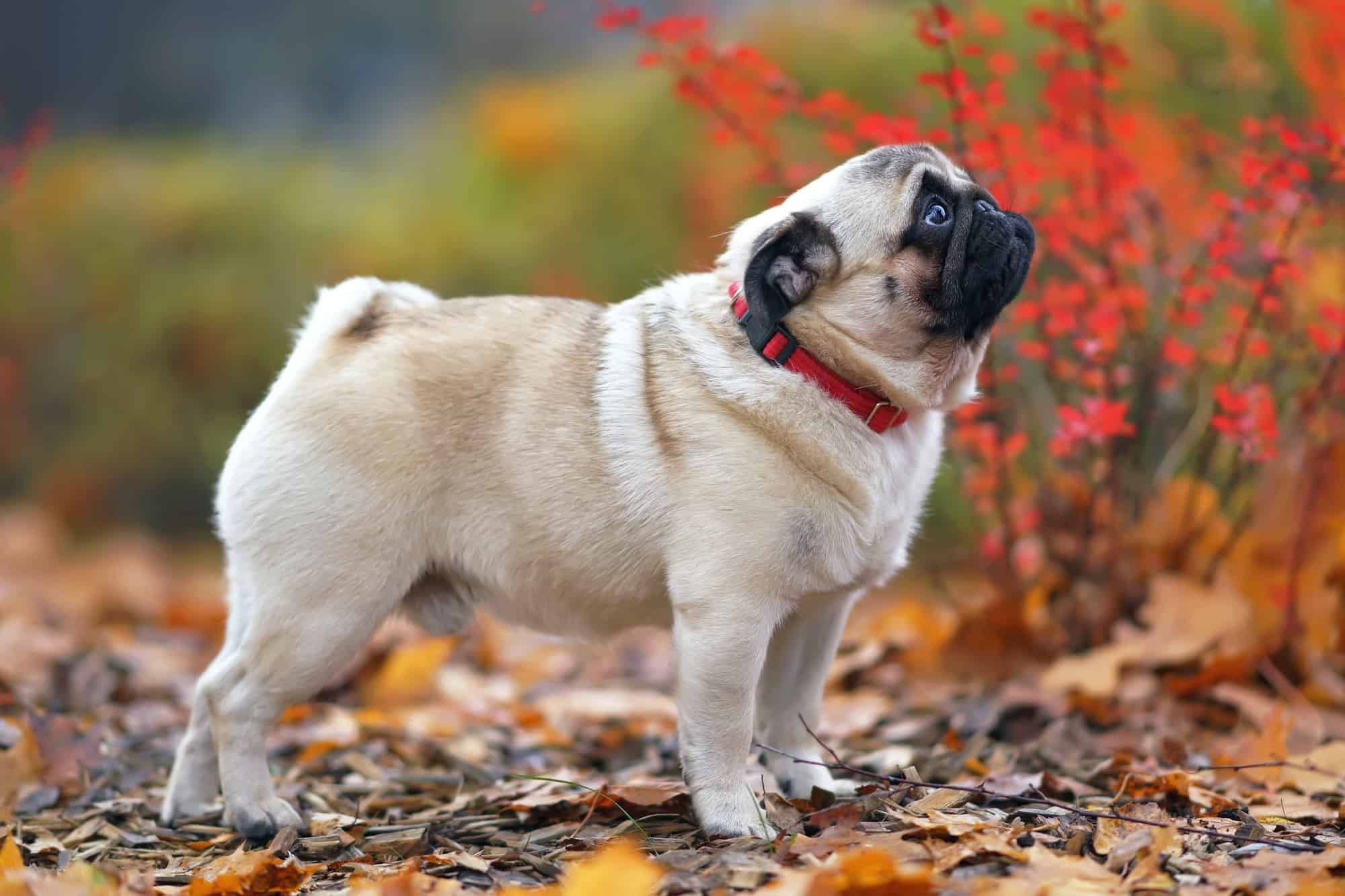Fawn Pug: Facts, Genetics, Puppy Price & FAQs (With Pictures)