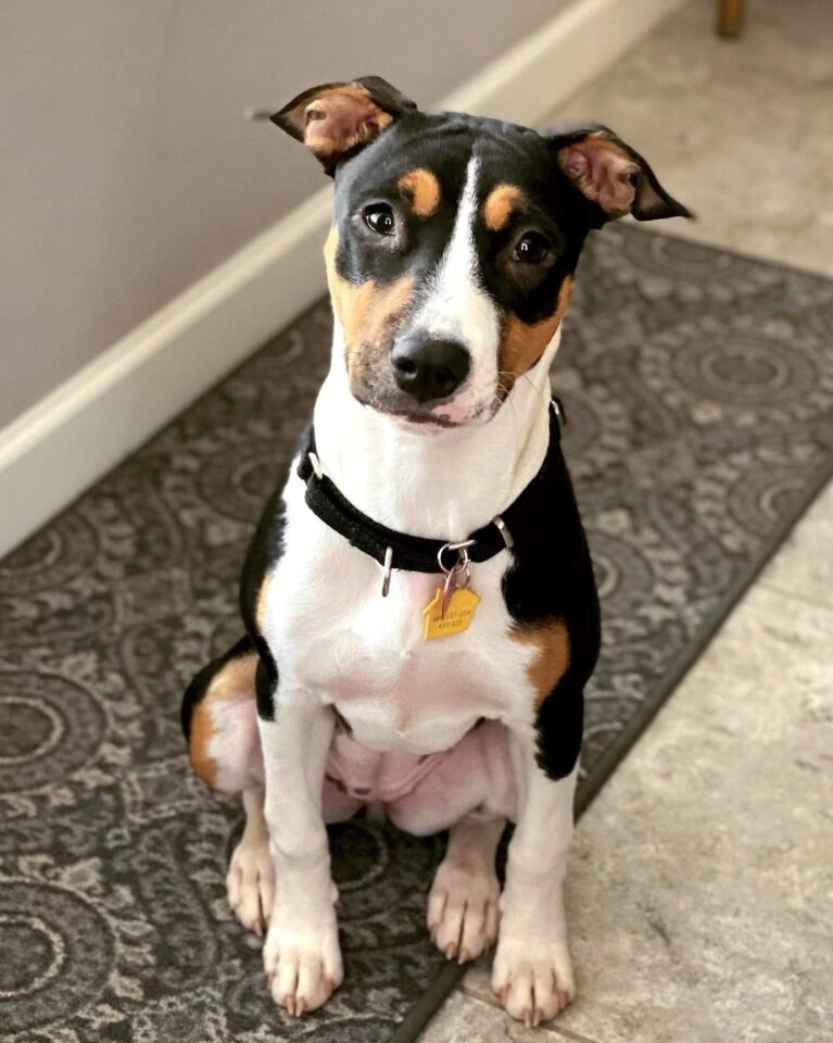 Pit Rat Terrier (Rat Terrier & Pitbull Mix) Info, Pictures, Facts, FAQs ...