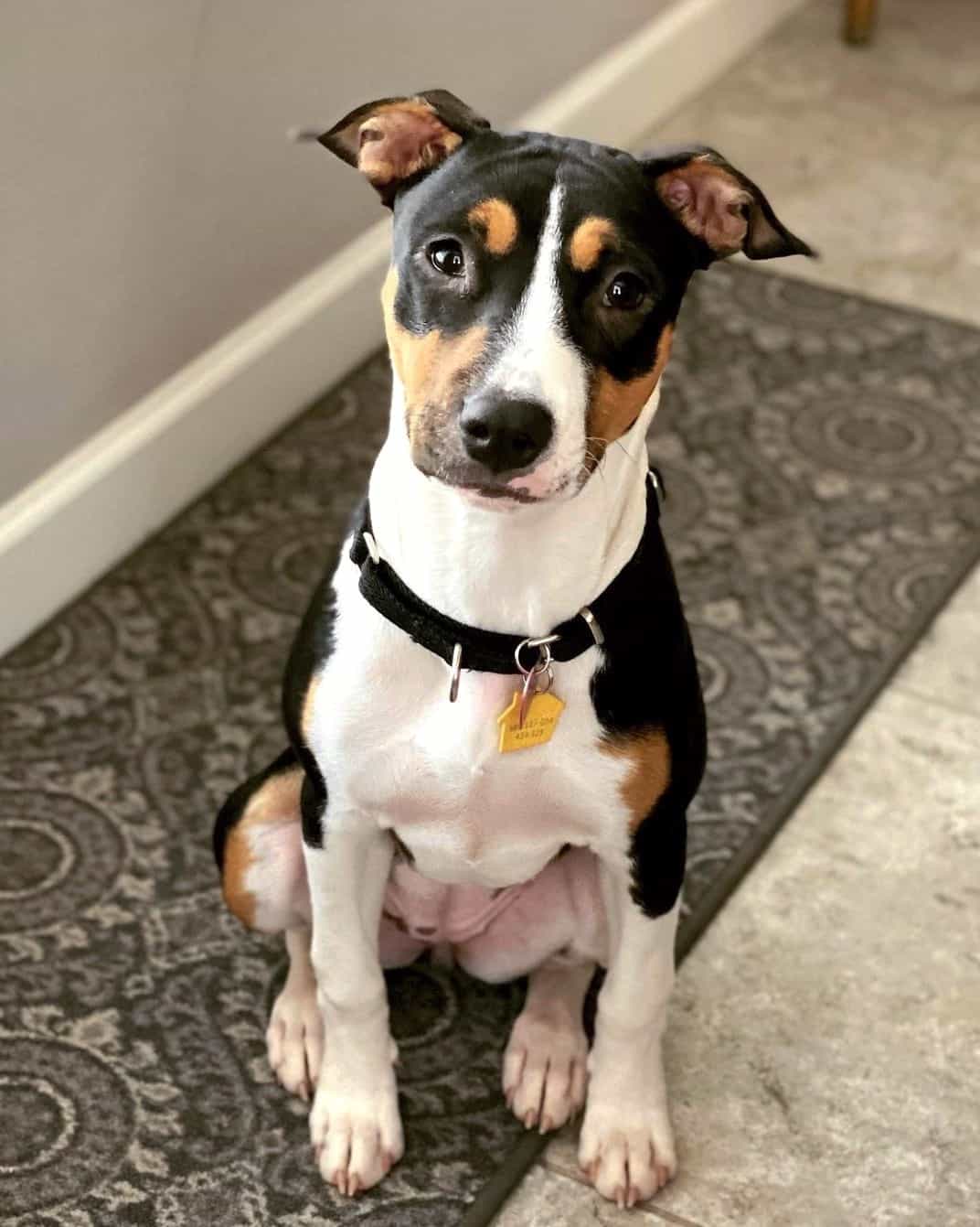 Pit Rat Terrier (Rat Terrier & Pitbull Mix) Info, Pictures, Facts, FAQs ...