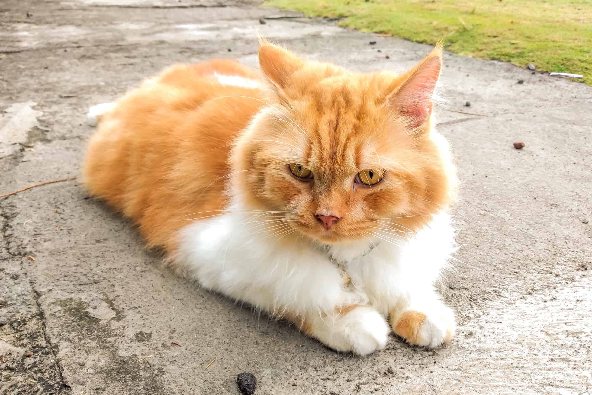 Orange Persian Cat: Facts, Genetics & FAQs (With Pictures)