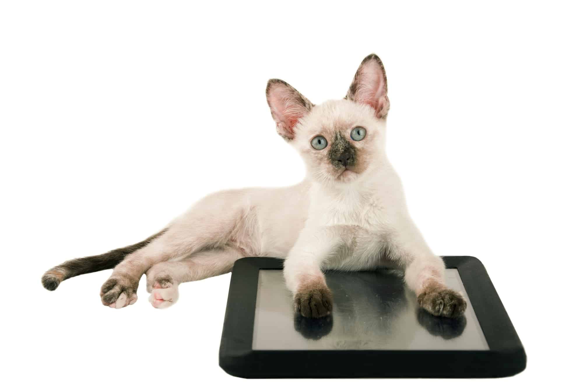 Tortie Point Siamese Cat: Info, Facts, Traits, Pictures & FAQs