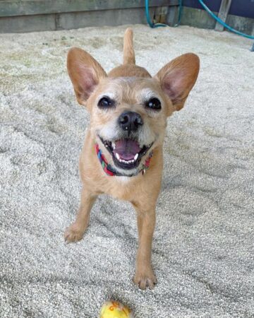 French Boodle (French Bulldog & Poodle Mix) Info, Pictures, Facts, FAQs ...