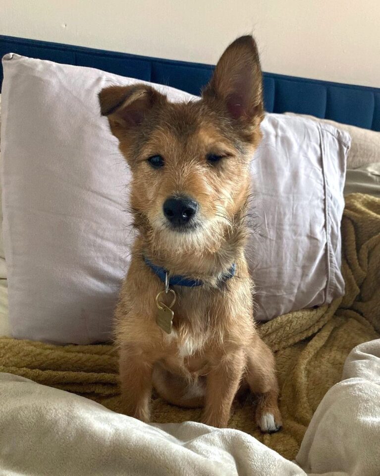 Poo Shi (Poodle & Shiba Inu Mix) Info, Pictures, Facts, FAQs & More