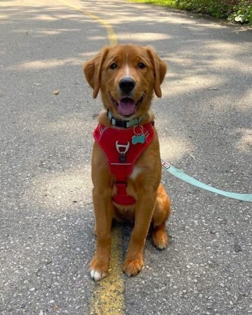 Golden Rottie Retriever (Golden Retriever & Rottweiler Mix) Info ...