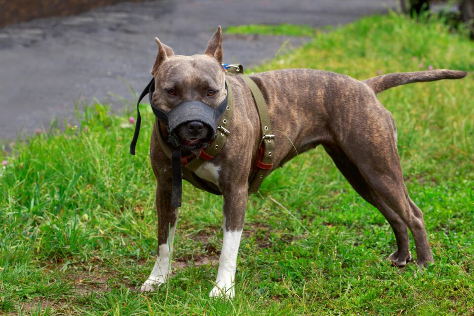Do Pitbulls Have Lockjaw? Myths and Truth of Lockjaw in Pitbulls
