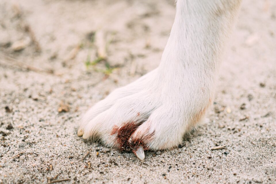 How to Treat a Dog Nail Separated From Quick (8 Easy Steps)