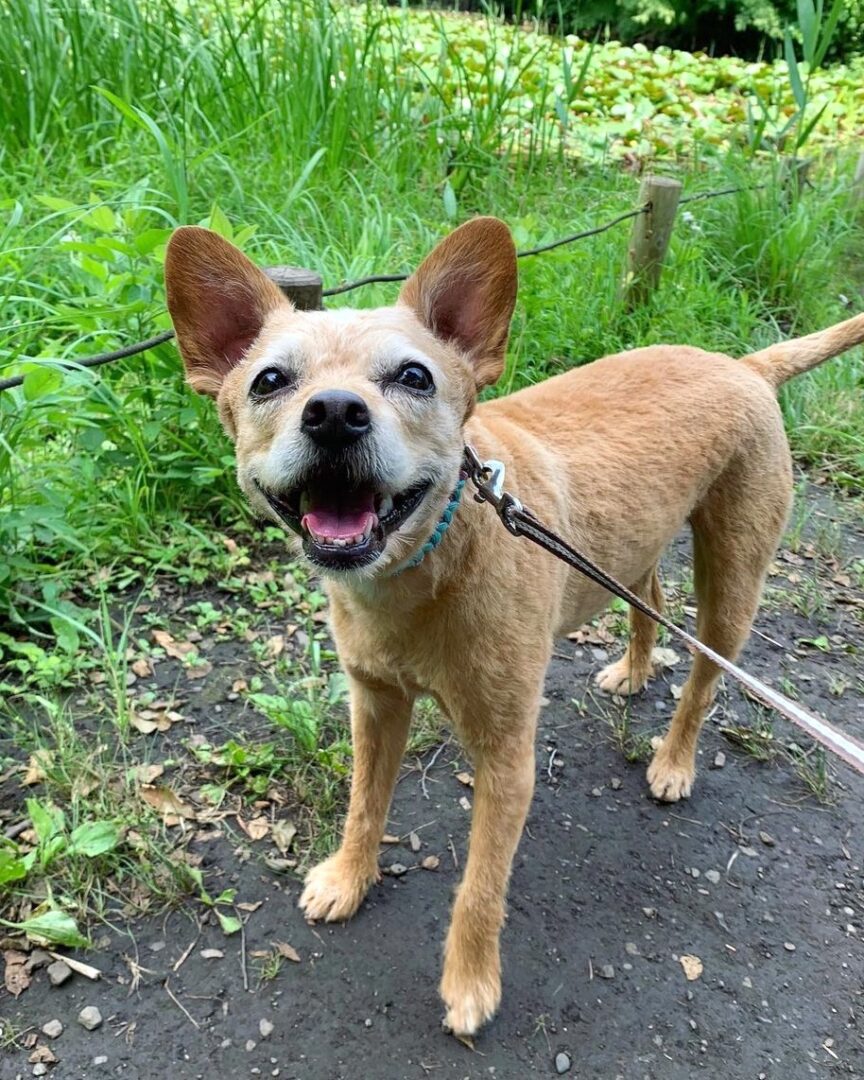 French Boodle (French Bulldog & Poodle Mix) Info, Pictures, Facts, FAQs ...