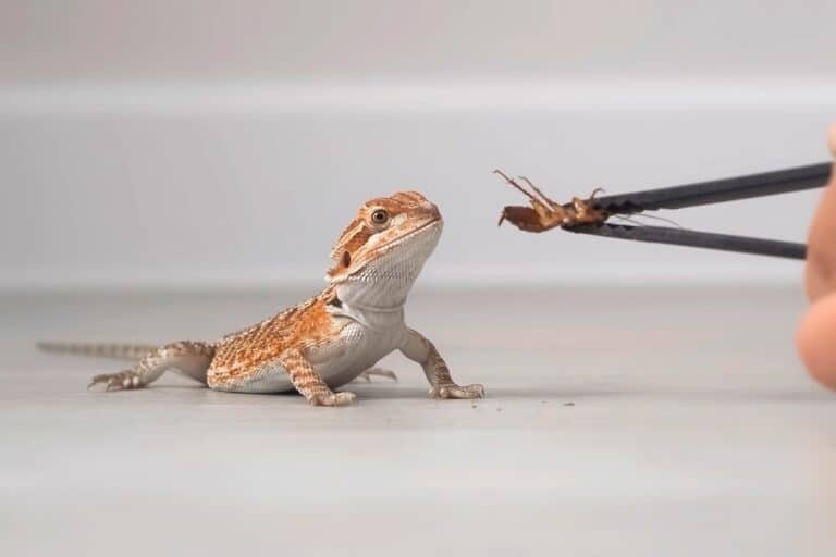 Baby Bearded Dragon Care: The Ultimate Guide (With FAQs)