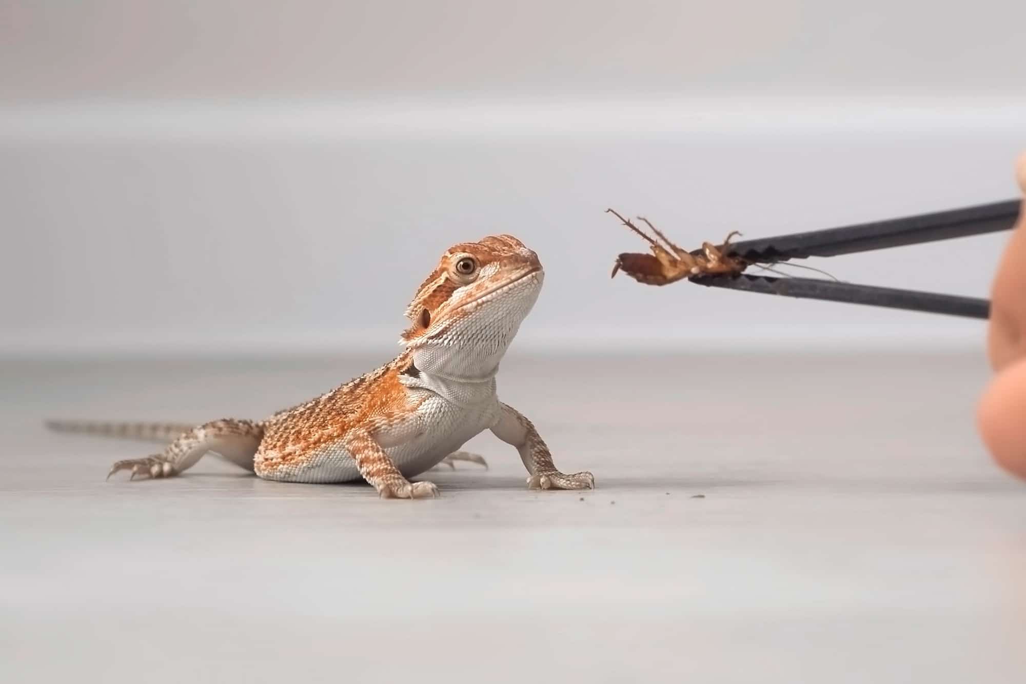 Baby Bearded Dragon Care: The Ultimate Guide (With FAQs)