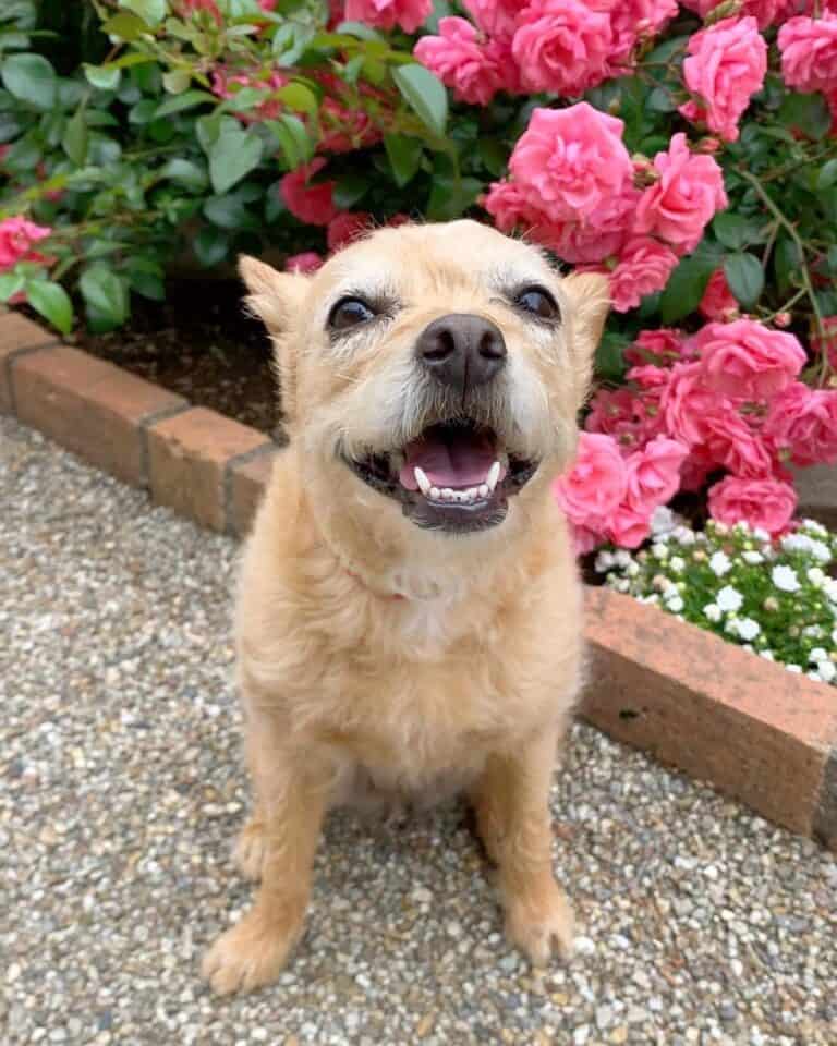 French Boodle (French Bulldog & Poodle Mix) Info, Pictures, Facts, FAQs ...