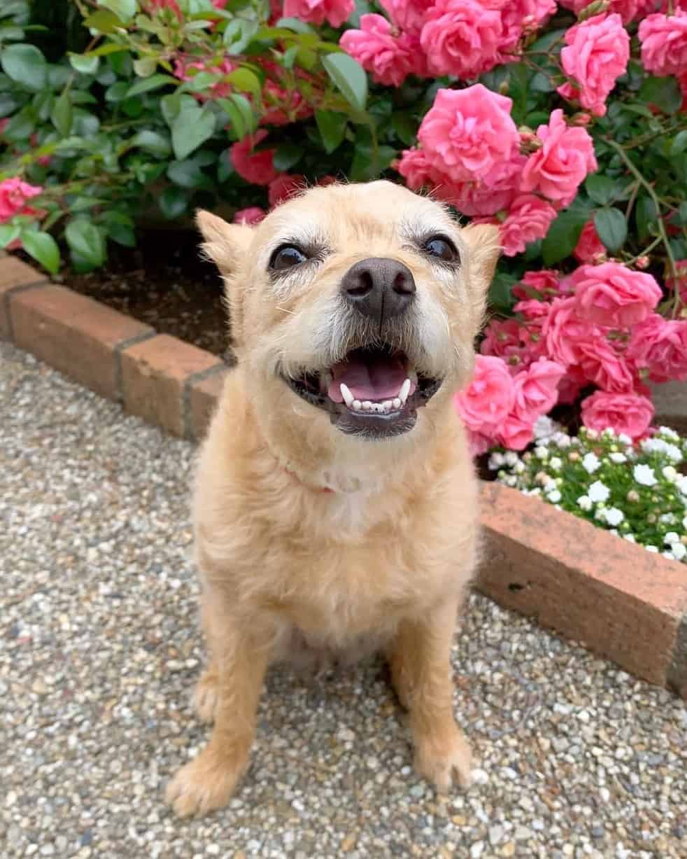 French Boodle (French Bulldog & Poodle Mix) Info, Pictures, Facts, FAQs ...