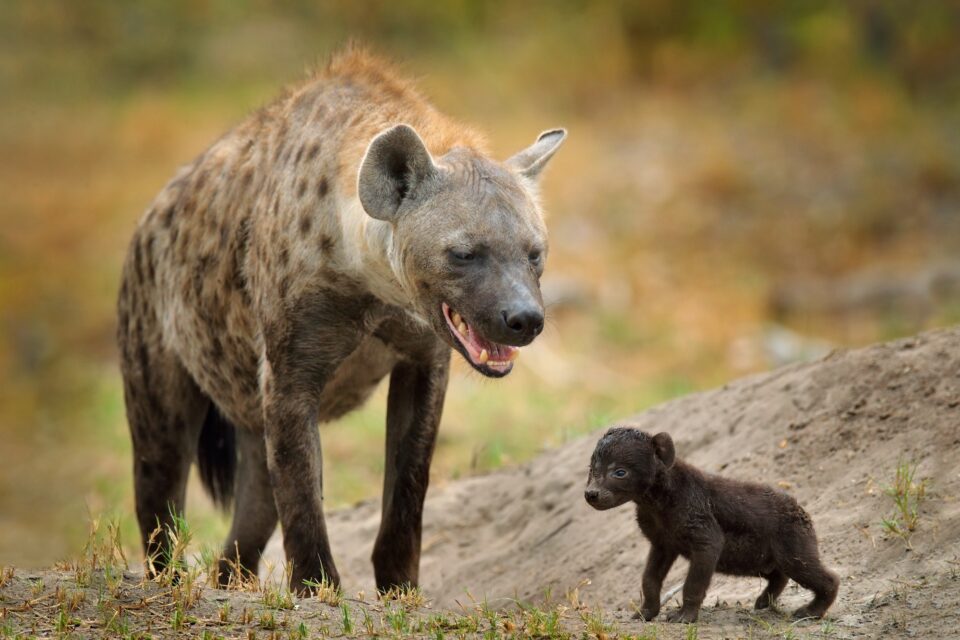 Are Hyenas Dogs or Cats or Something Else?